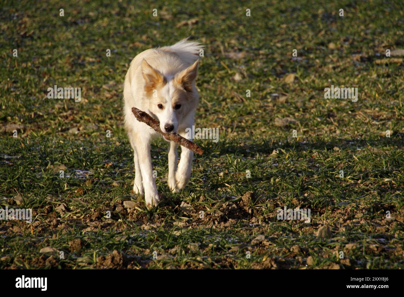 Cream coloured Border Collie Stock Photo - Alamy
