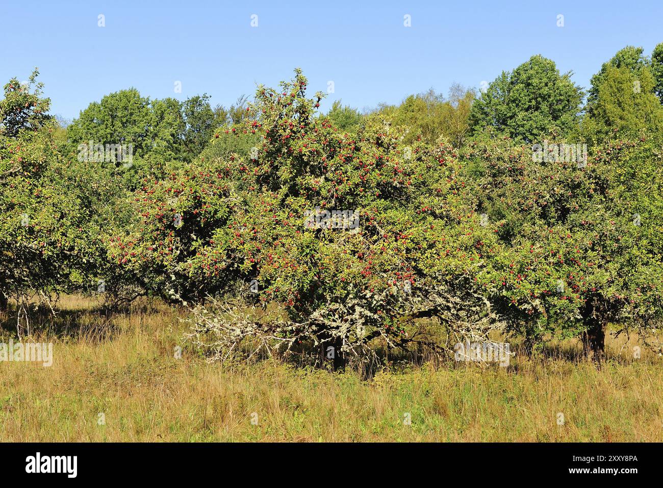 Orchard with an apple tree in sweden Stock Photo - Alamy
