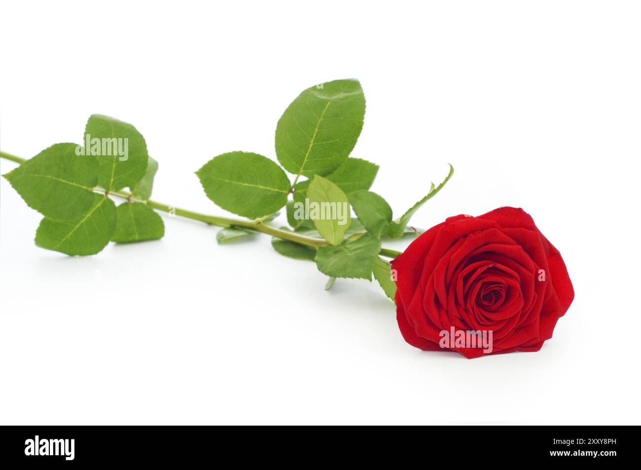 Scarlet rose hi-res stock photography and images - Alamy