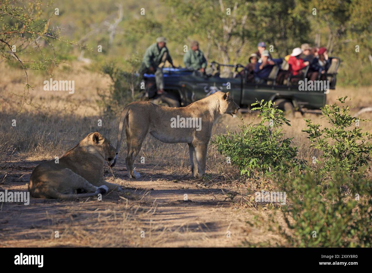 Open air safari vehicle hi-res stock photography and images - Alamy