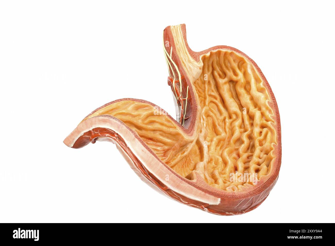 Interior stomach Cut Out Stock Images & Pictures - Alamy