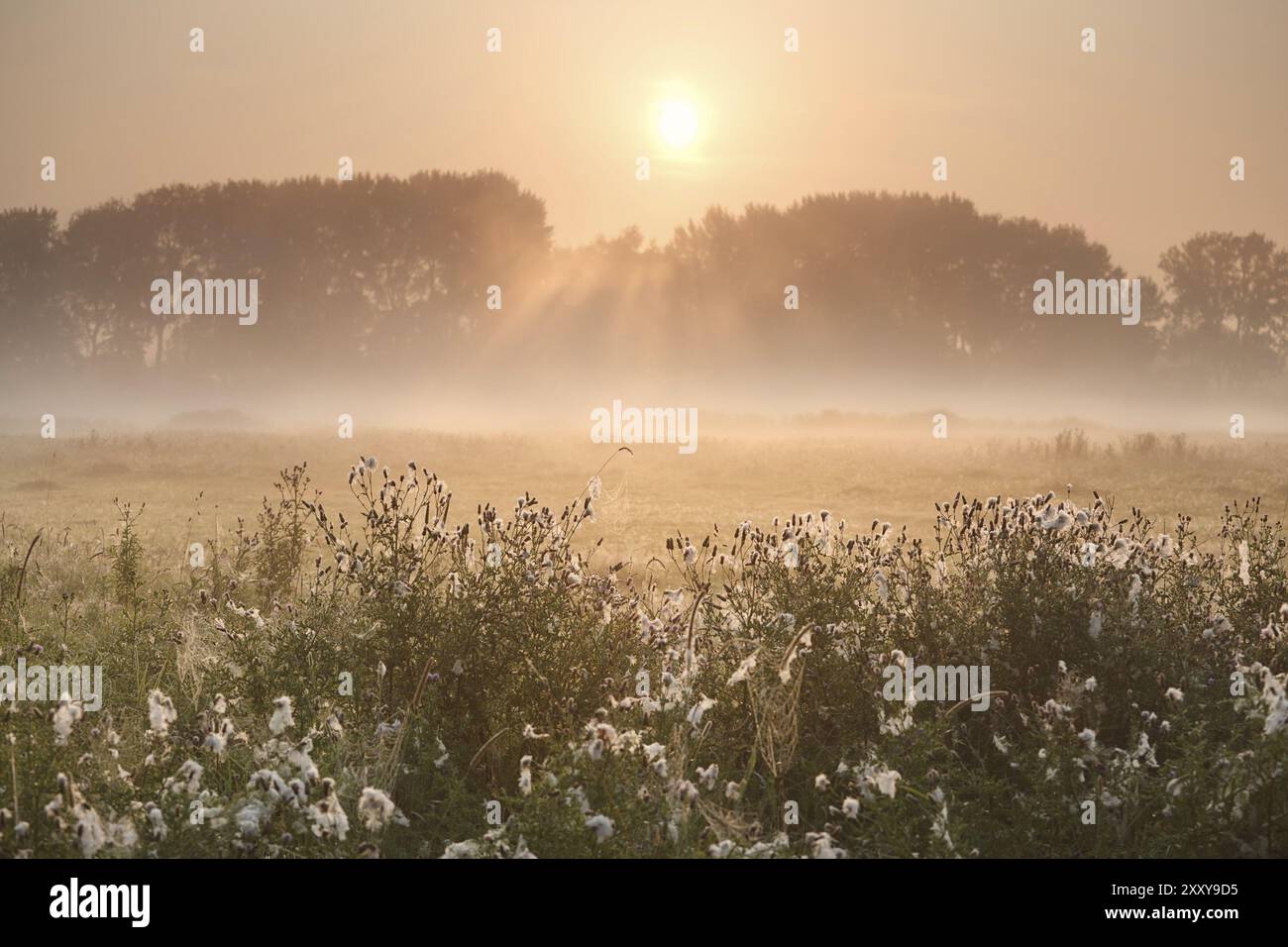 Wildflower mist sun hi-res stock photography and images - Alamy