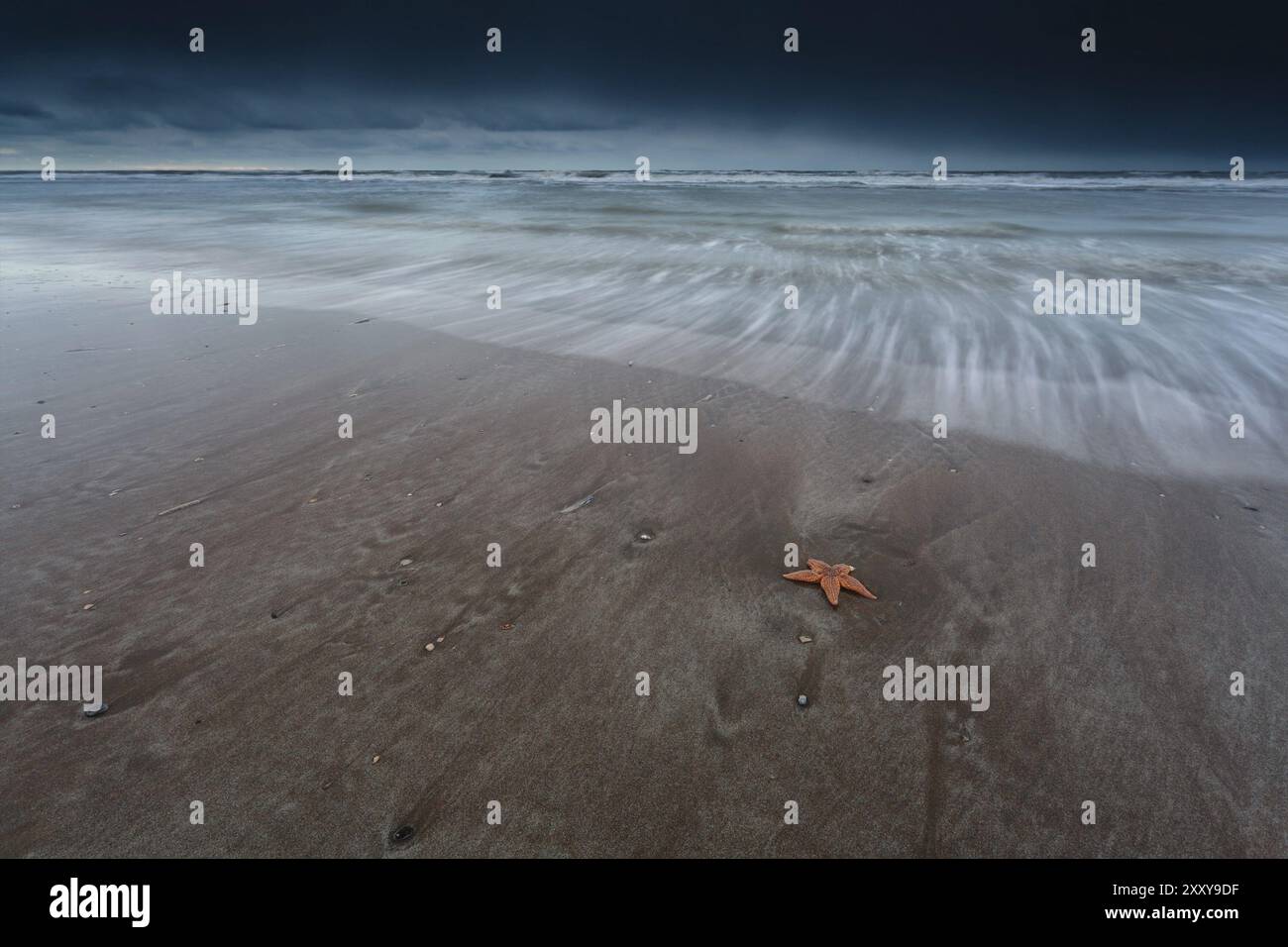 Starfish in front beach hi-res stock photography and images - Alamy