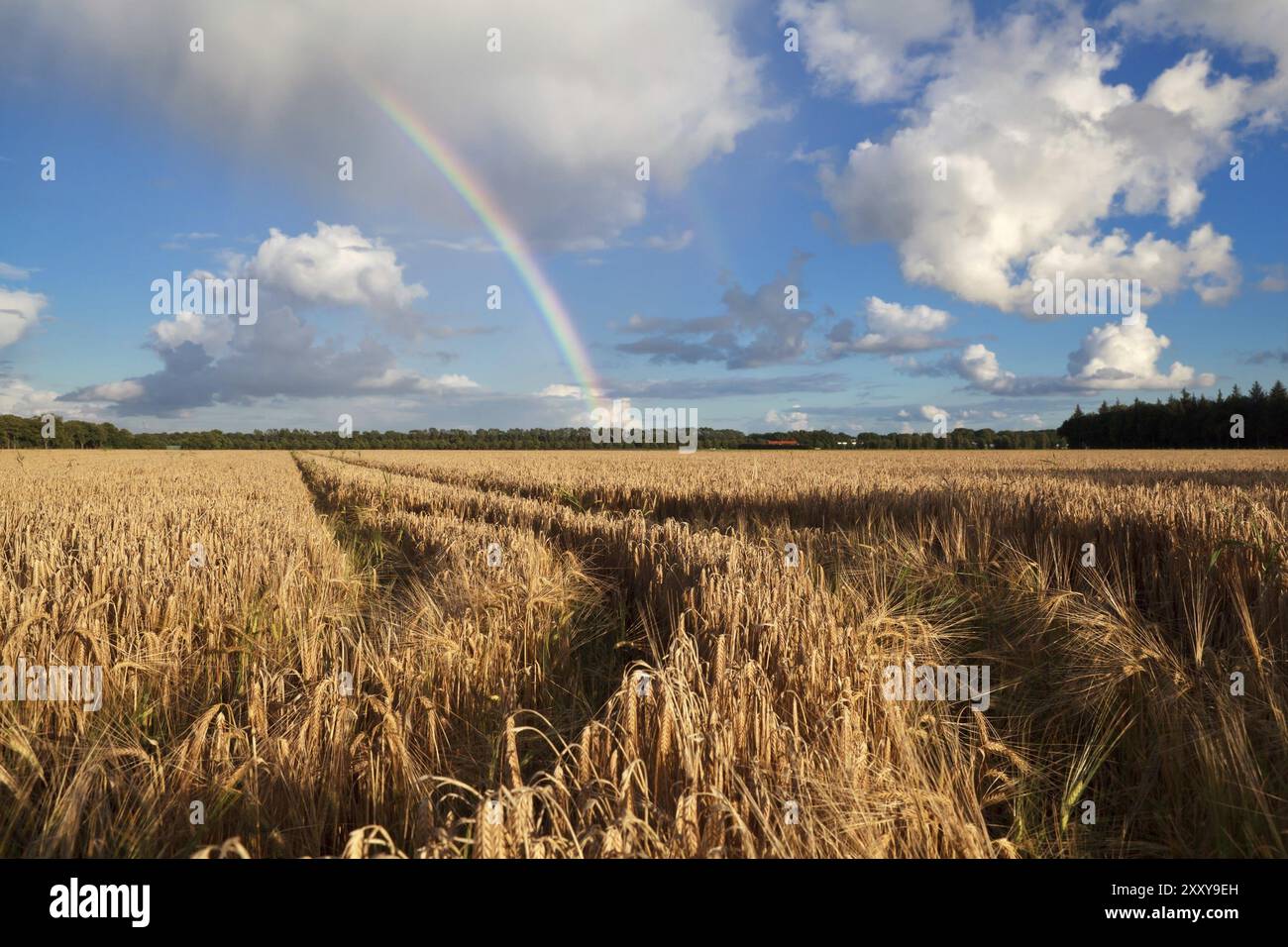 Rainbow after summer rain over wheat field, Friesland, Netherlands ...