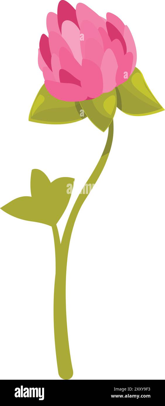 Single pink clover flower blooming with green leaves on white ...