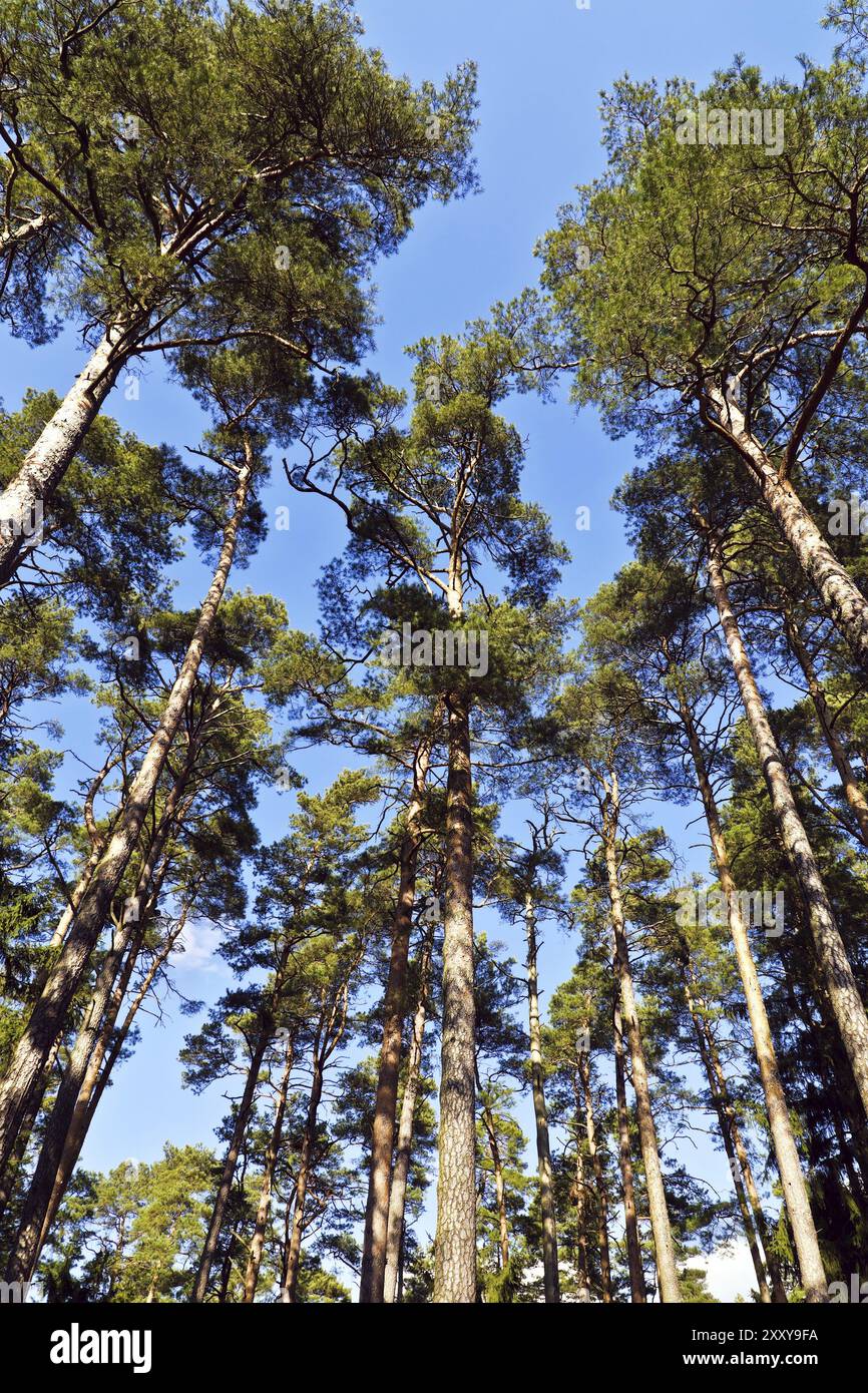 Tops of the mast pine trees on the background of blue sky Stock Photo ...