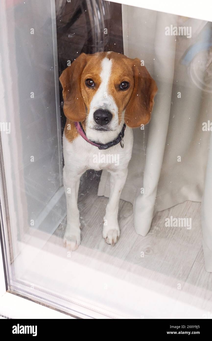 Dog looking through glass hi-res stock photography and images - Alamy