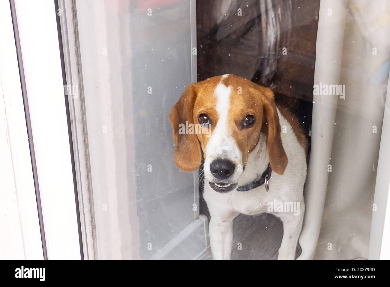 Beagle dog looking through a glass door with curtains behind it Stock ...