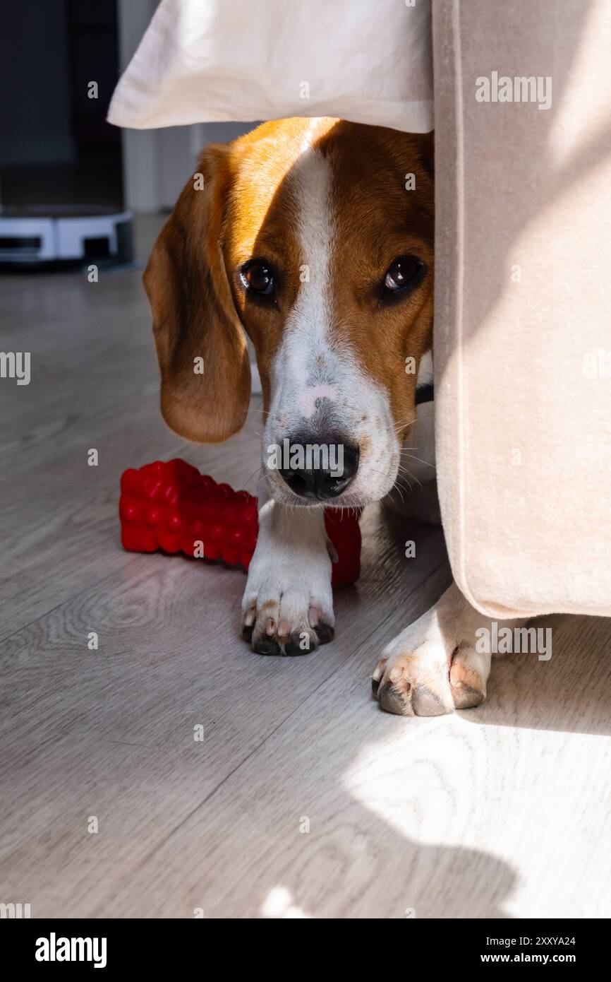 Beagle puppy peeking from behind a couch with red chew toy on the floor ...