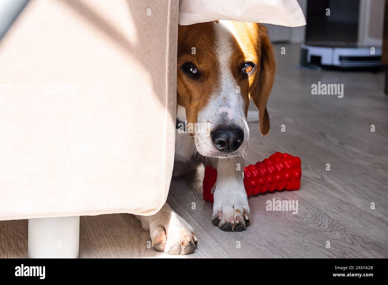 Beagle puppy peeking from behind a couch with red chew toy on the floor ...