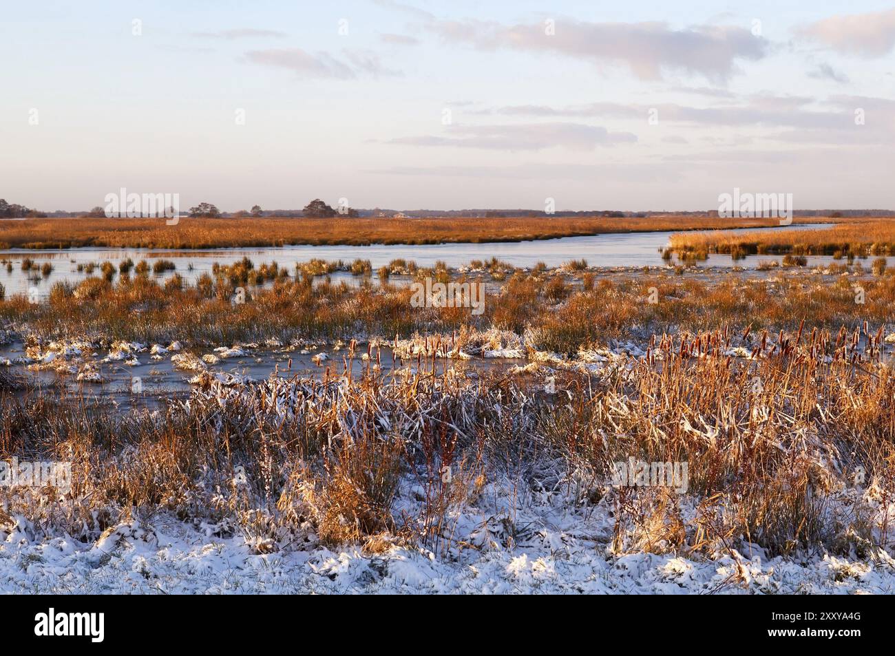 Frozen swamp hi-res stock photography and images - Alamy