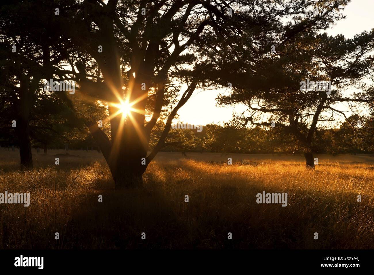 Savanna landscape sun rays hi-res stock photography and images - Alamy