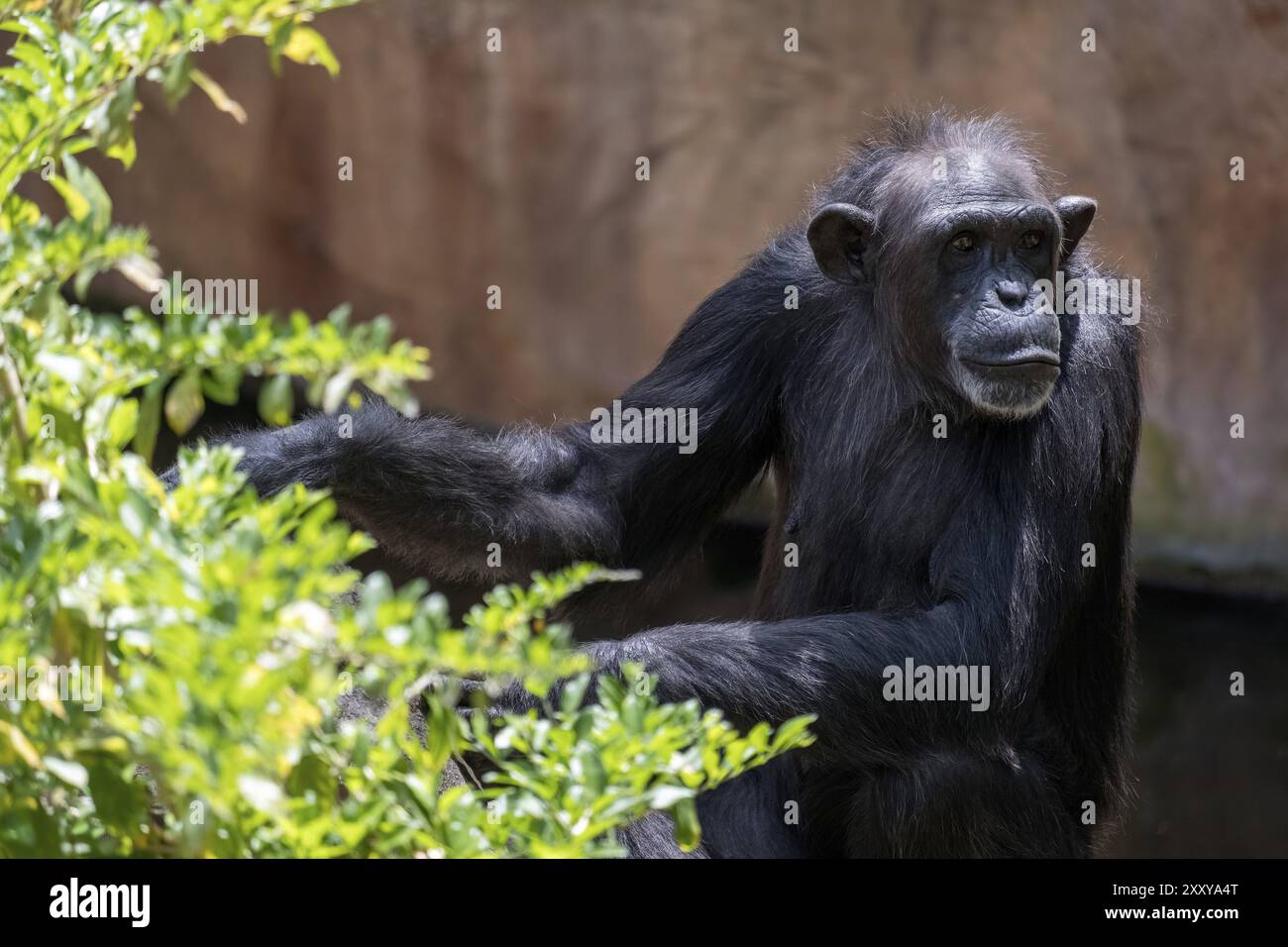 Chimpanzee resting in the Bioparc Fuengirola Stock Photo - Alamy