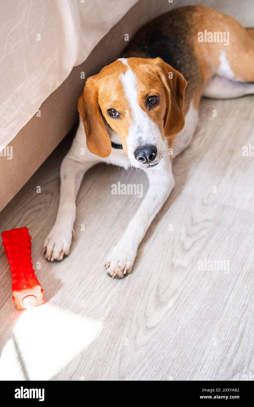 Beagle dog lying on floor next to toy and bed inside home Stock Photo ...