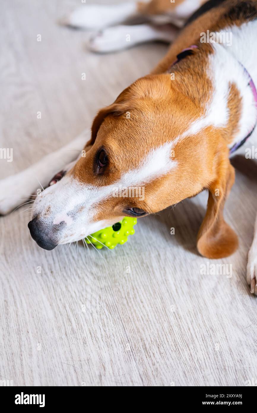 Beagle biting toy on wooden floor at home. Pets behavior and indoor ...