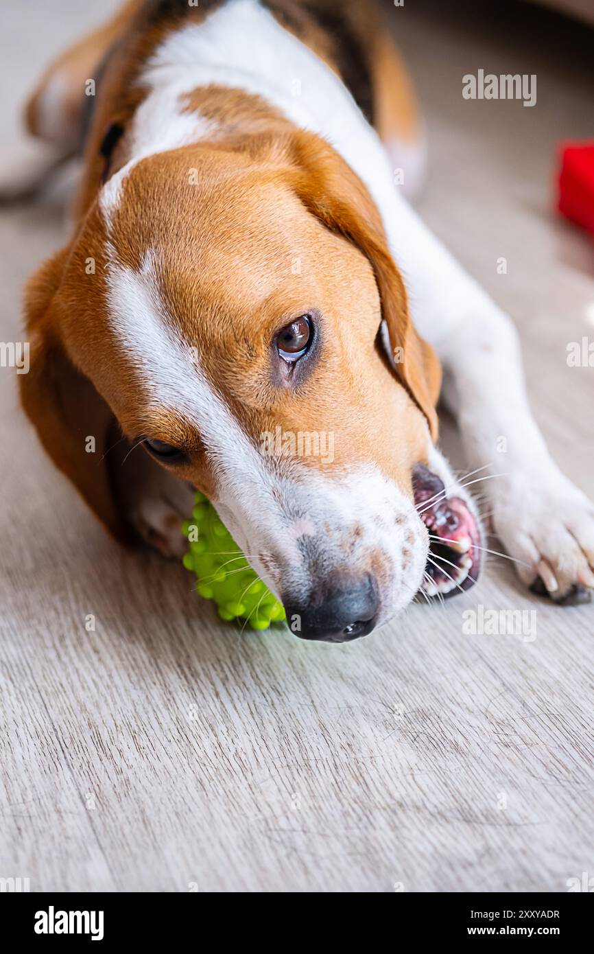 Beagle biting toy on wooden floor at home. Pets behavior and indoor ...
