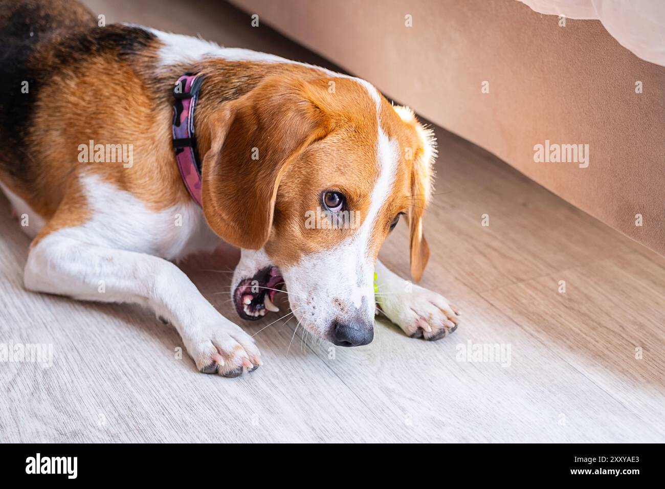 Beagle biting toy on wooden floor at home. Pets behavior and indoor ...