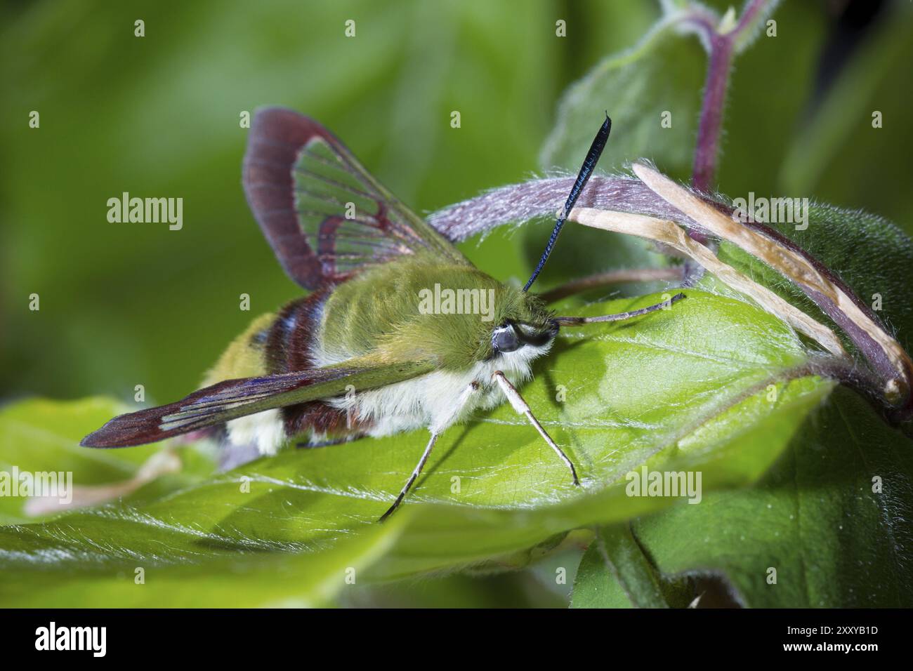 Bumblebee hawk-moth, Hemaris fuciformis, broad-bordered bee hawk-moth ...