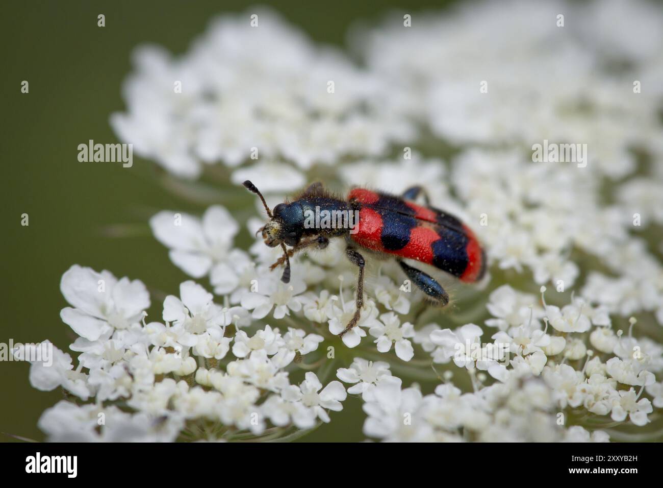 Bienenwolf, Trichodes apiarius, beetle Stock Photo - Alamy