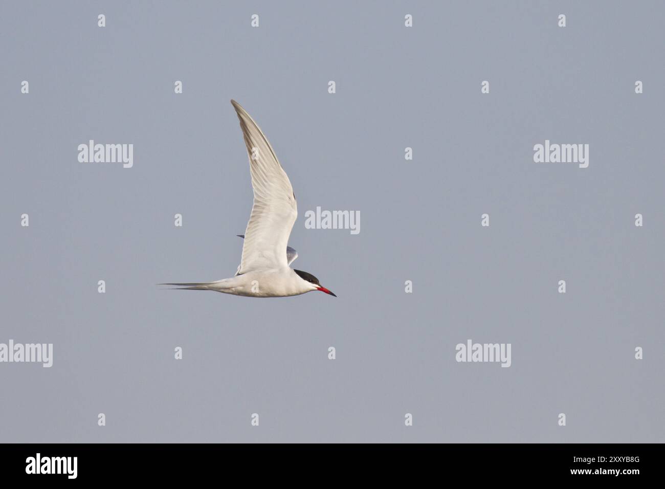 Common Tern, Sterna hirundo, common tern Stock Photo - Alamy
