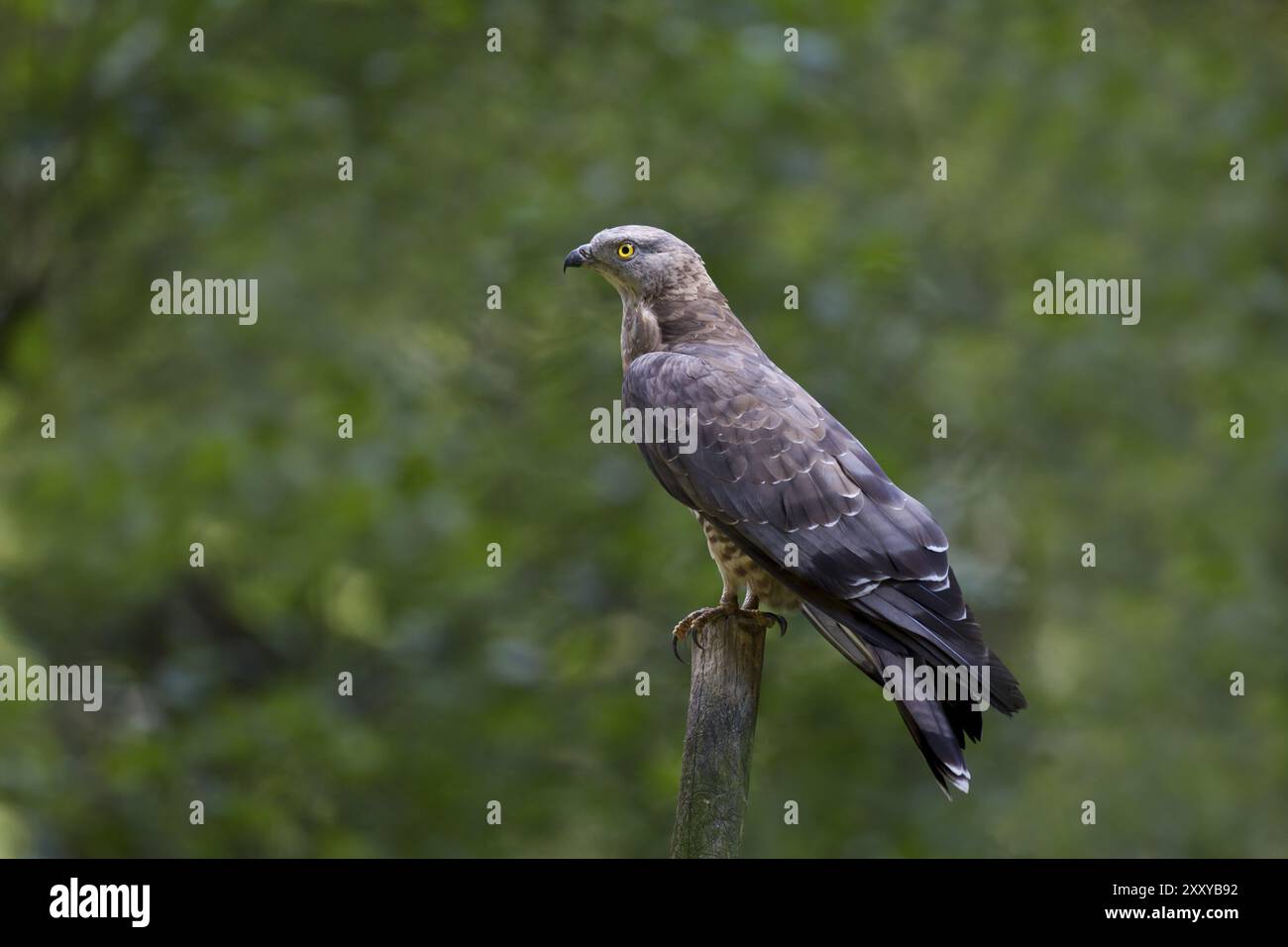 Honey buzzard, male, Pernis apivorus, European honey buzzard, male ...