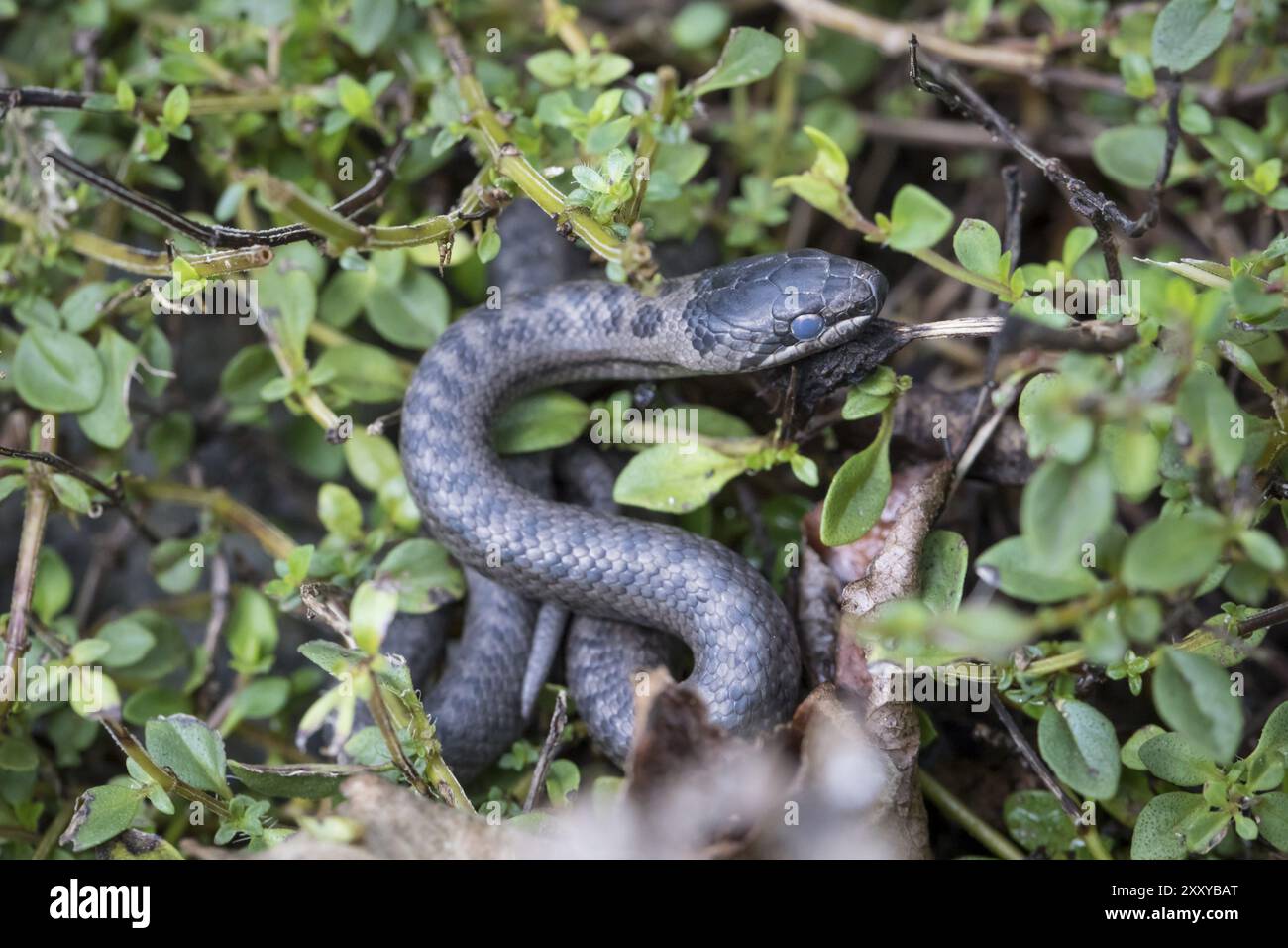 Smooth snake, Coronella austriaca, smooth snake Stock Photo - Alamy