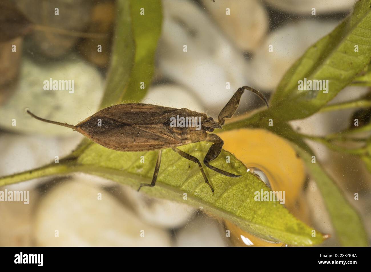 Water bug, Nepomorpha Stock Photo - Alamy