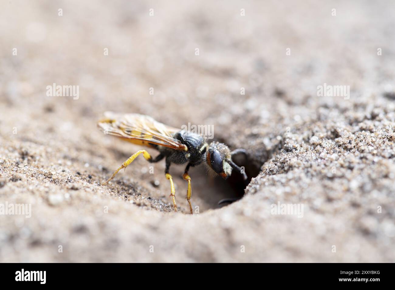 European beewolf (Philanthus triangulum), digging a breeding den in the ...