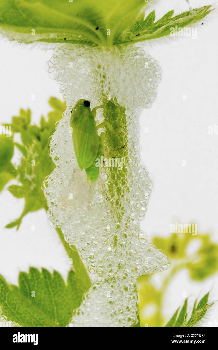 Larva of a Great green bush cricket in its foam cocoon shortly after ...