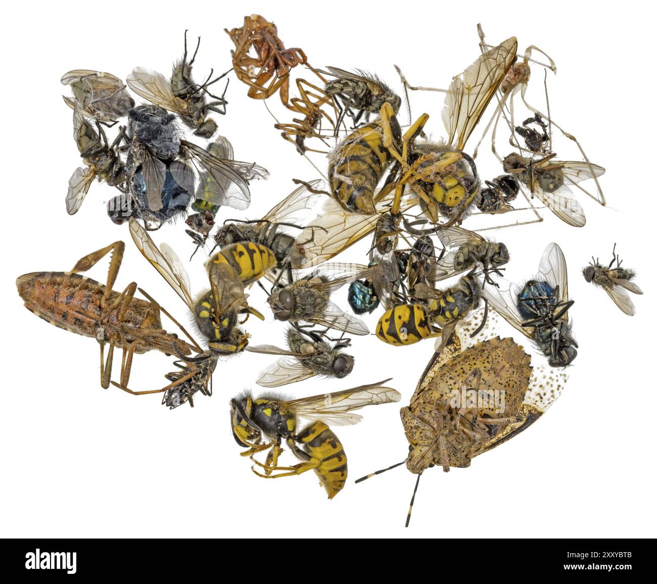 Many different dead insects lying in a pile. Released on white Stock ...