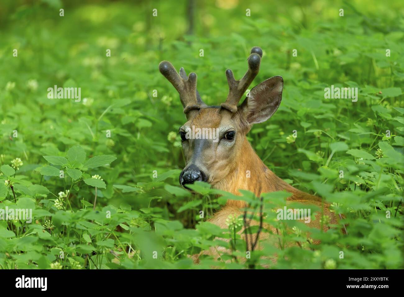 Natural scene from Wisconsin state park Stock Photo - Alamy
