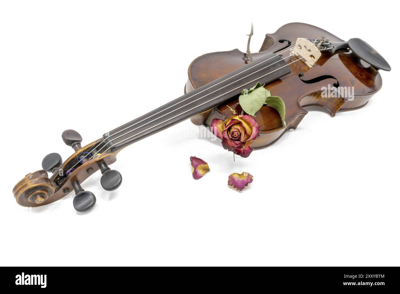 Old shiny violin with withered red and yellow rose blossom cropped on ...