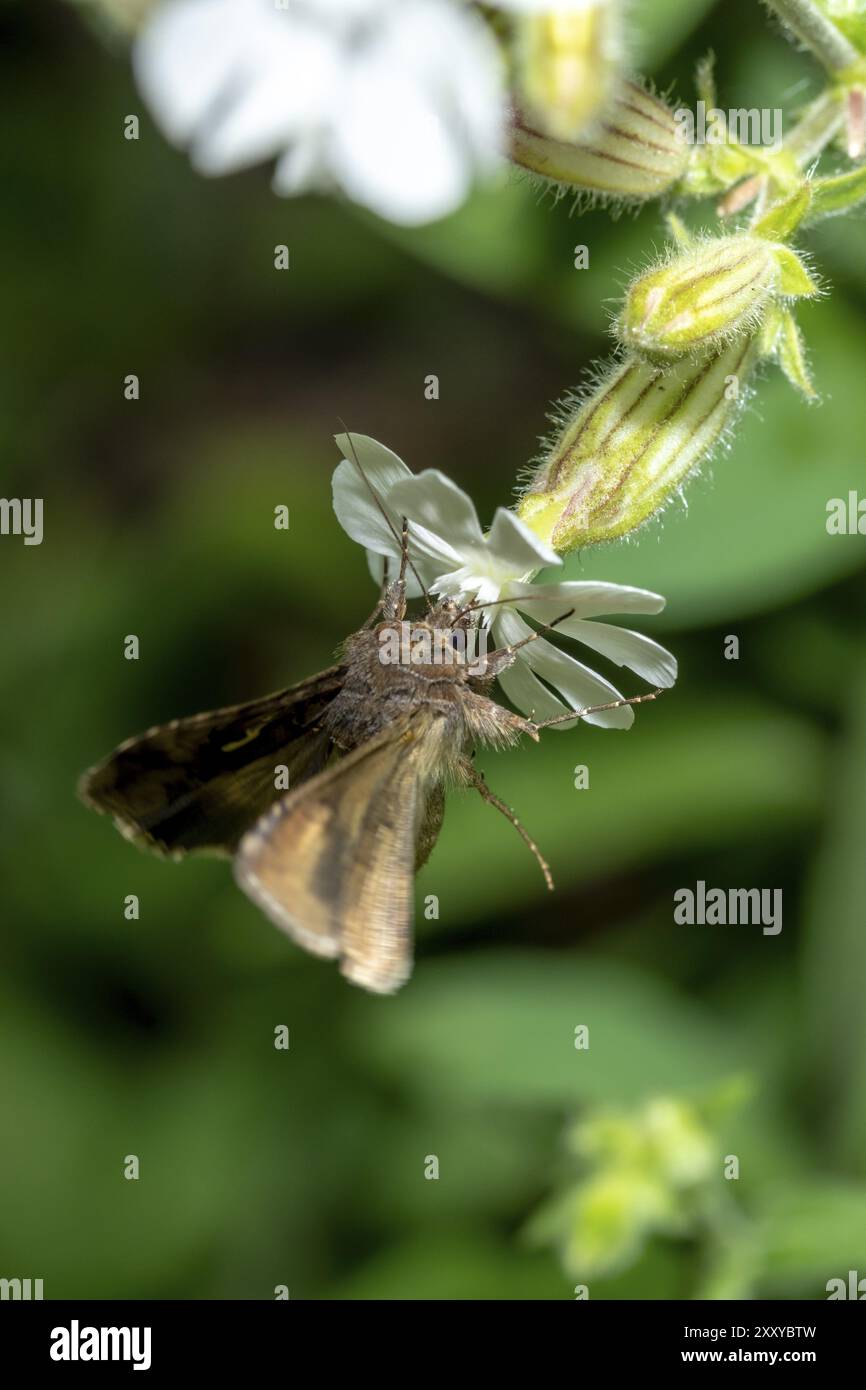 Moth in front of green background hi-res stock photography and images ...