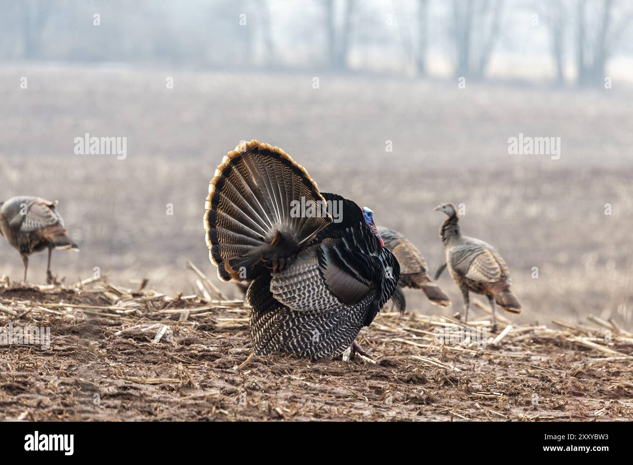 Wild turkey. Male wild turkeys display for females by puffing out their ...