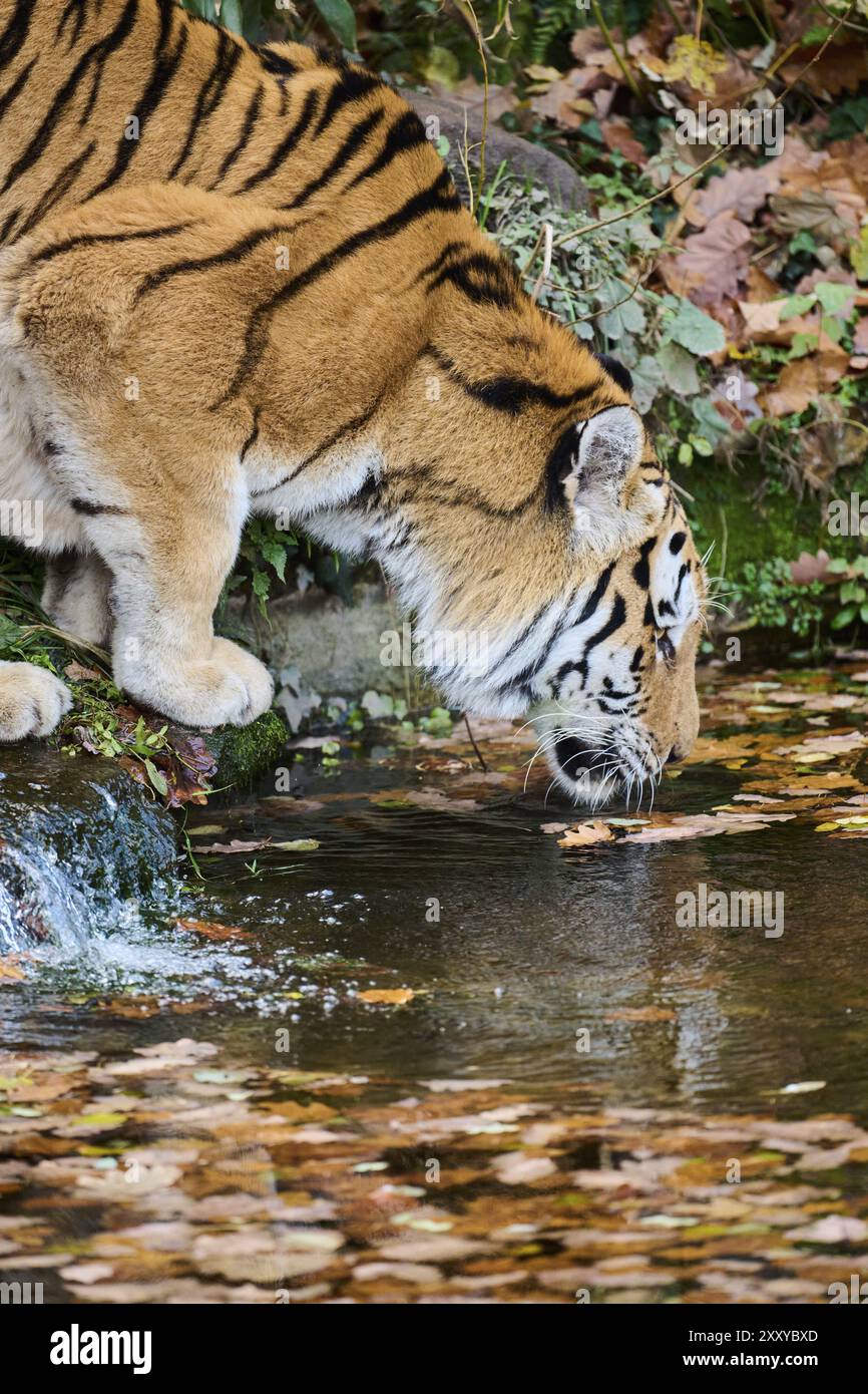 Siberian tiger (Panthera tigris altaica) drinking water from a little ...