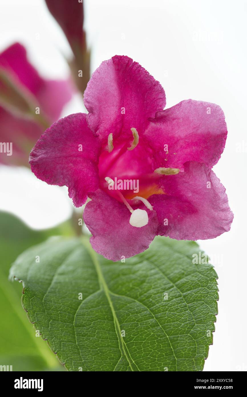 Blossom of a weigelas (Weigela) on a white background Stock Photo - Alamy