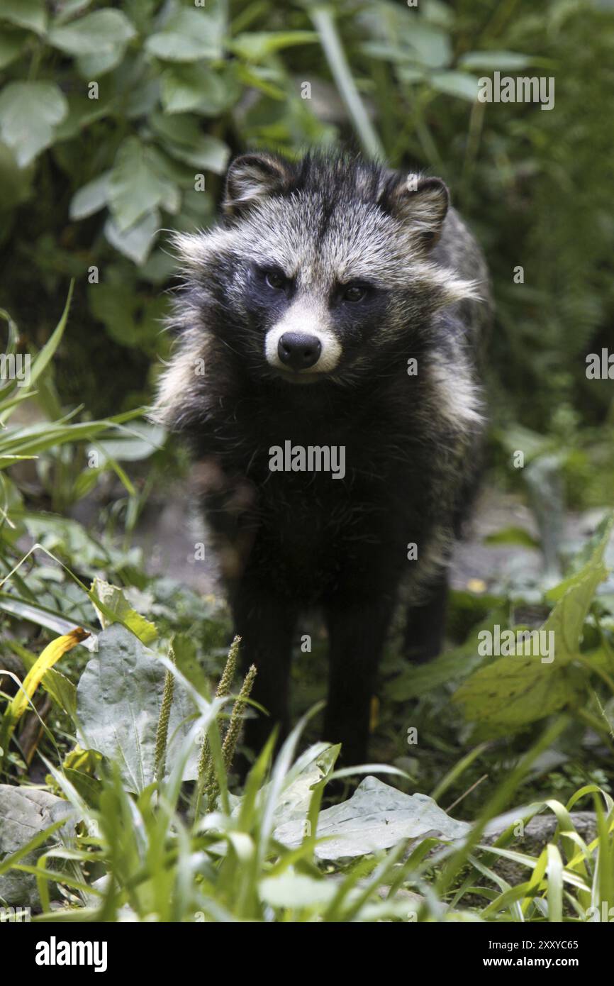 Tanuki wildlife hi-res stock photography and images - Alamy