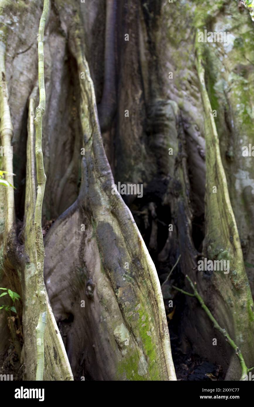 Roots of a tropical tree Stock Photo - Alamy