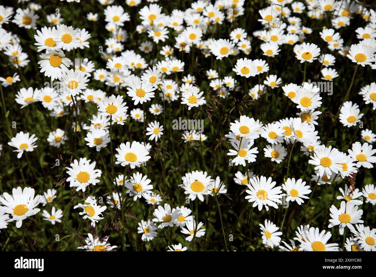 Multi colored chamomile hi-res stock photography and images - Alamy