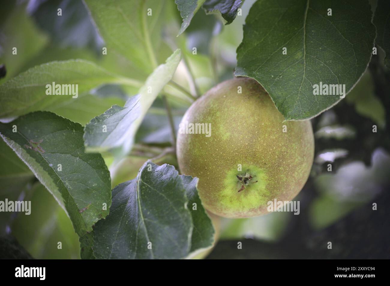 An almost forgotten but very tasty apple variety Stock Photo - Alamy