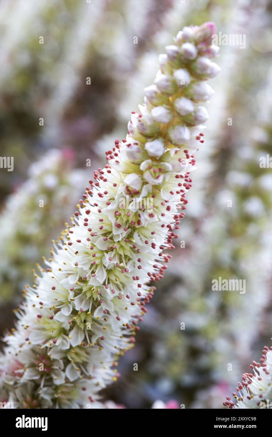 Foolscap hi-res stock photography and images - Alamy