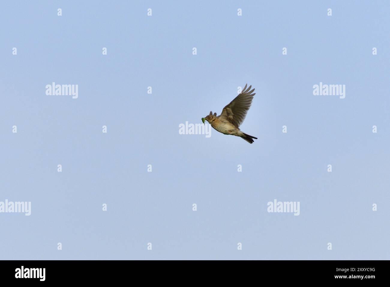 Eurasian skylark with a gryllidae in flight Stock Photo - Alamy