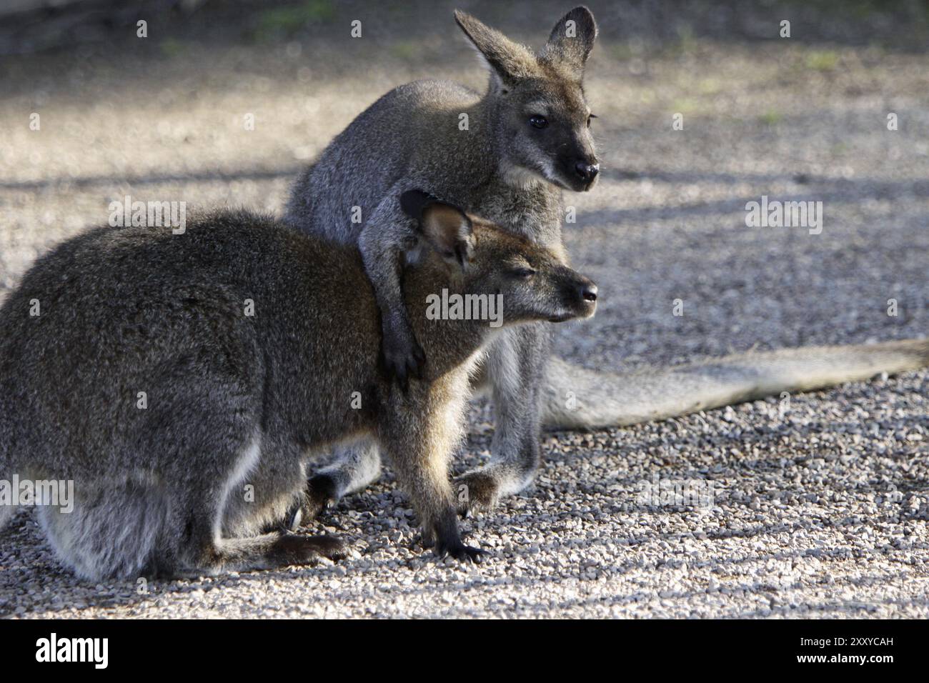 Red kangaroos fighting hi-res stock photography and images - Alamy