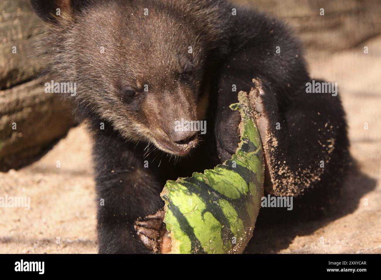 Collar bear (young Stock Photo - Alamy