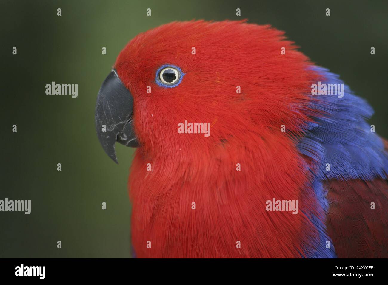 Eclectus roratus (female), the male is completely different coloured ...