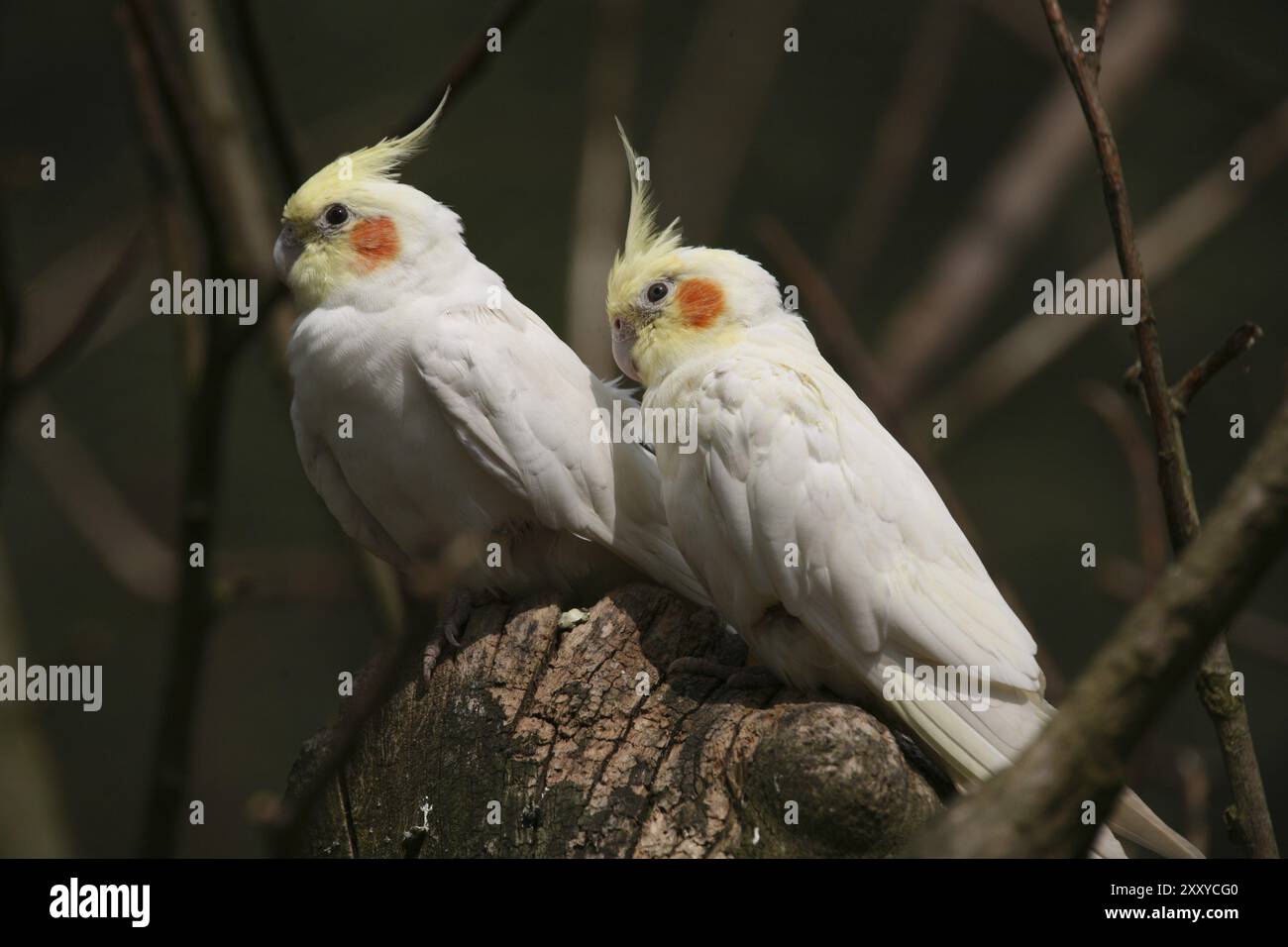 Two parakeets of the colour Stock Photo - Alamy
