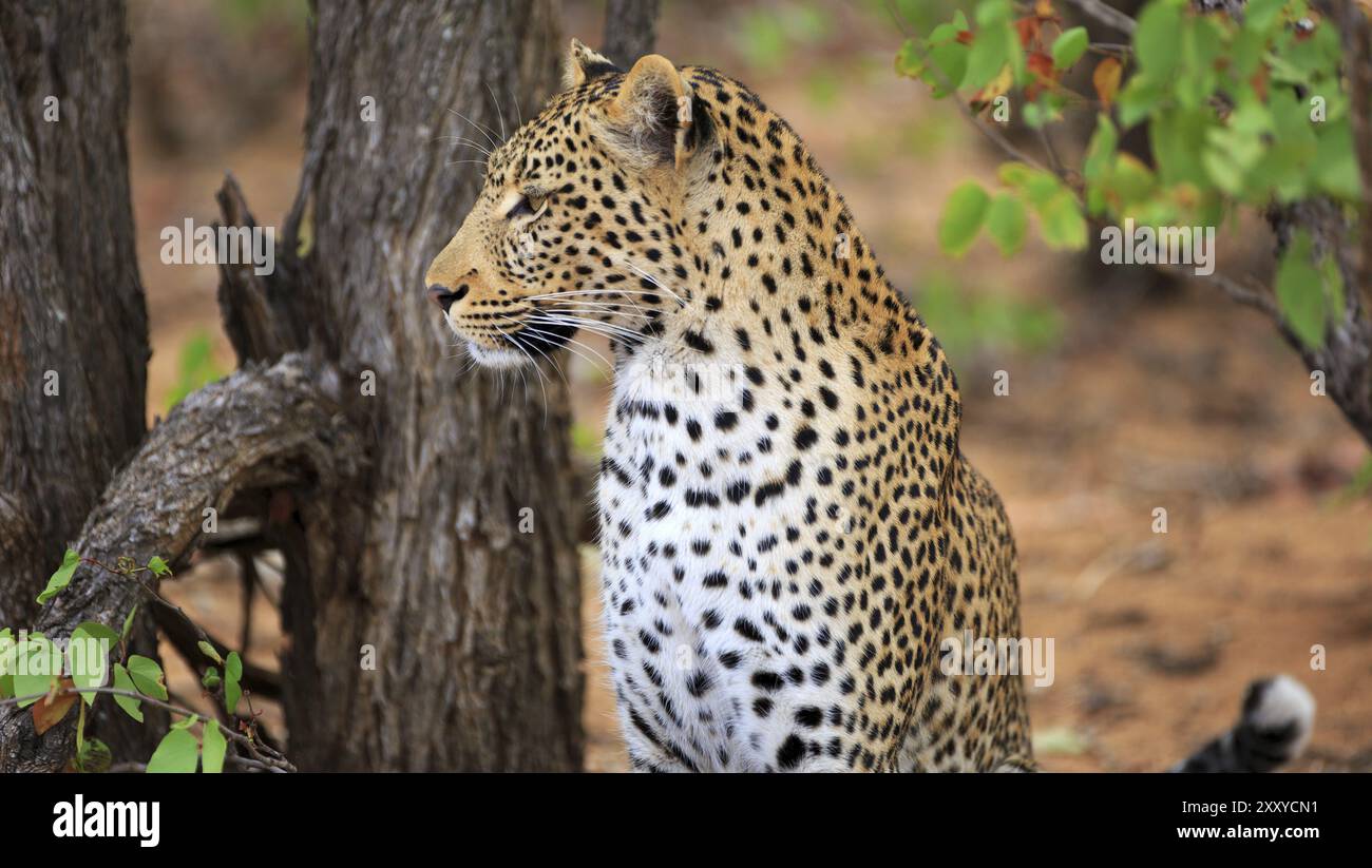 Leopard facing camera hi-res stock photography and images - Alamy