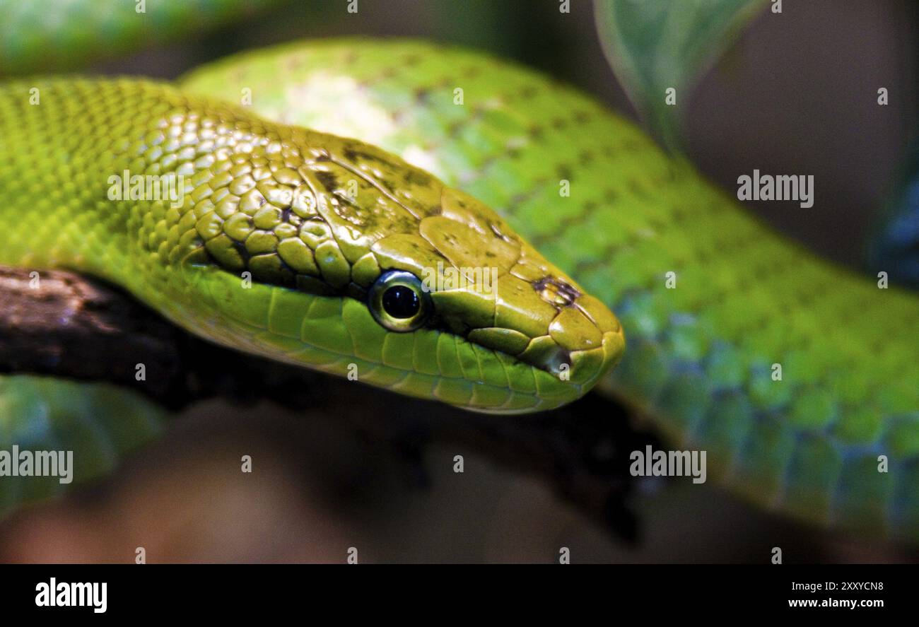 Pointed-headed snake, also known as the leaf snake, habitat China ...