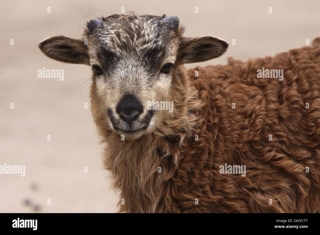 Camera sheep hi-res stock photography and images - Alamy