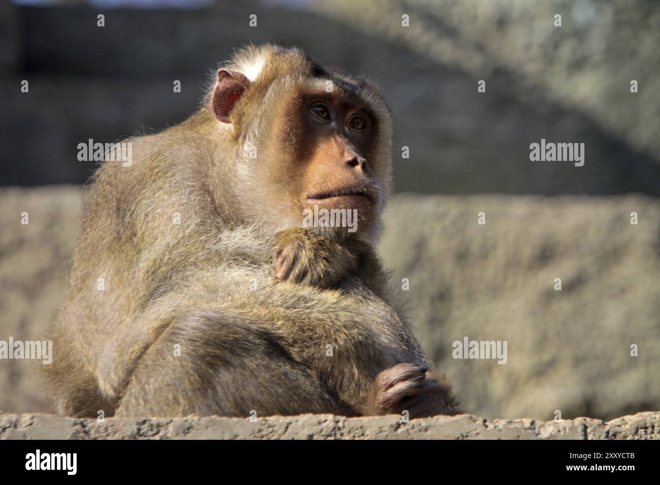 Pig monkey hi-res stock photography and images - Alamy